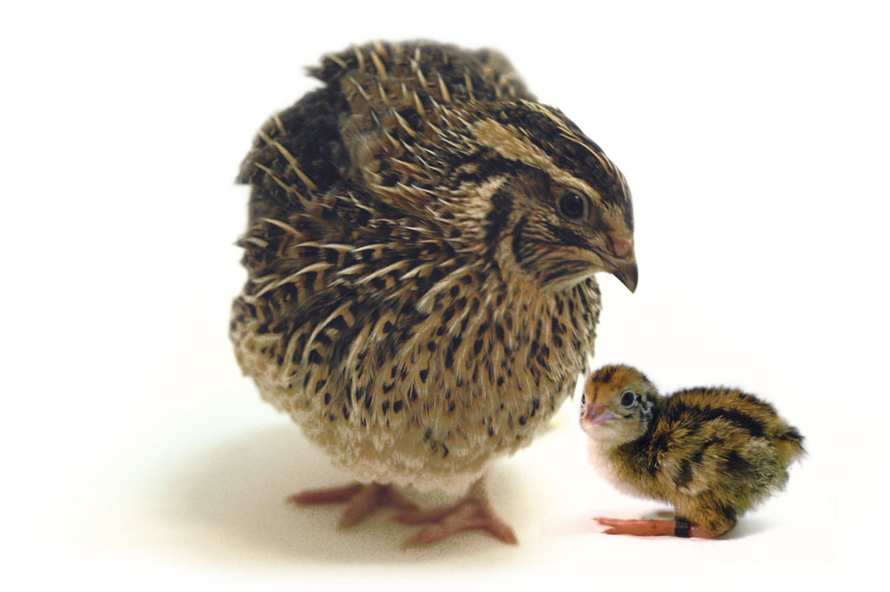 Comment élever des cailles ? « Pour élevage » – Explorer Les ...